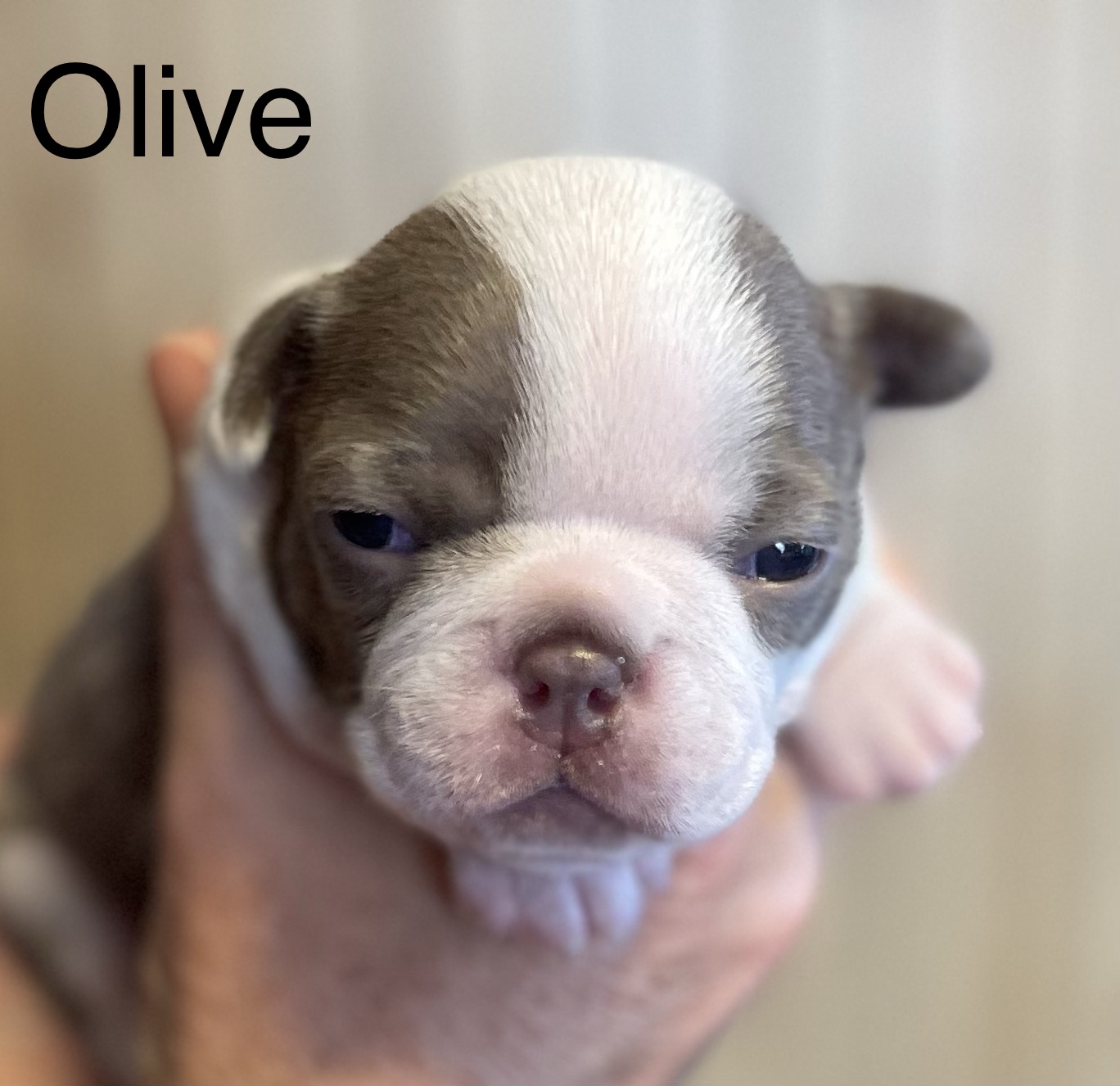 Our Nursery - Absolutely Boston Terriers