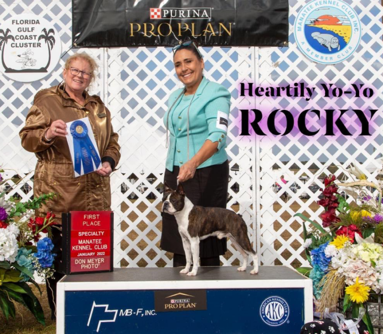 Boston Terriers - Absolutely Boston Terriers